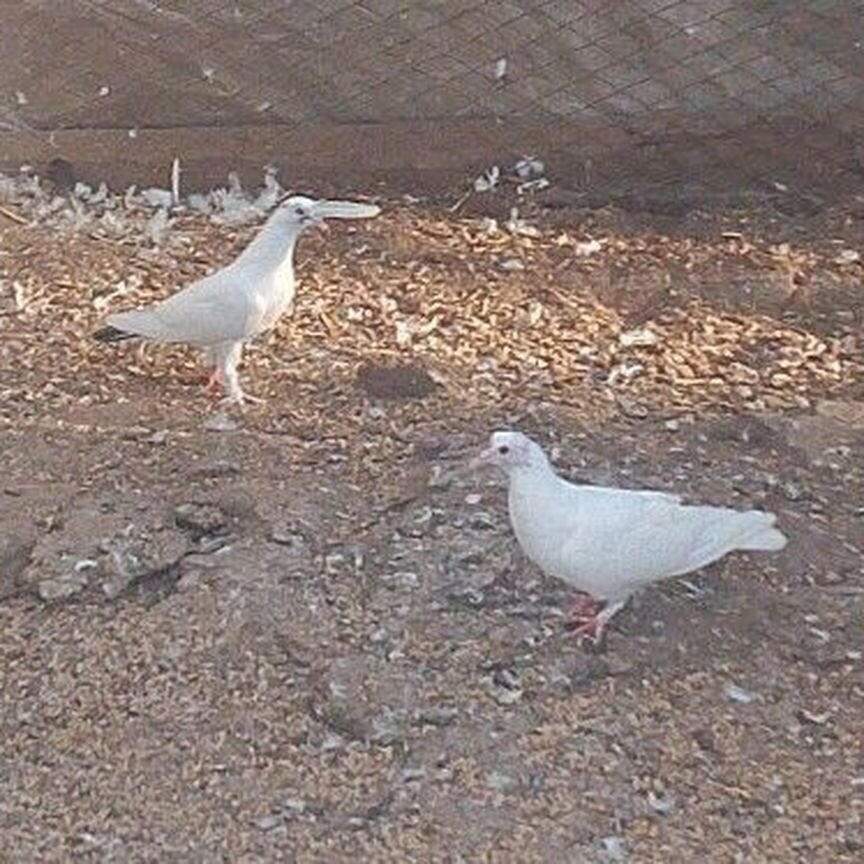 Продам голубей летных