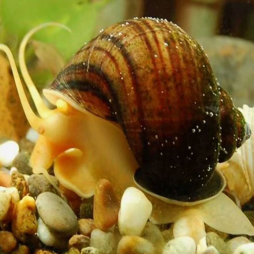 Ампулярии цветные