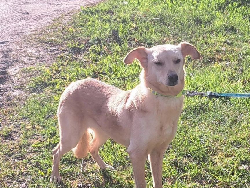 Собака в приюте