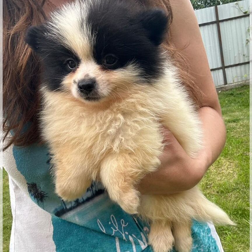 Мальчик немецкий шпиц щенок