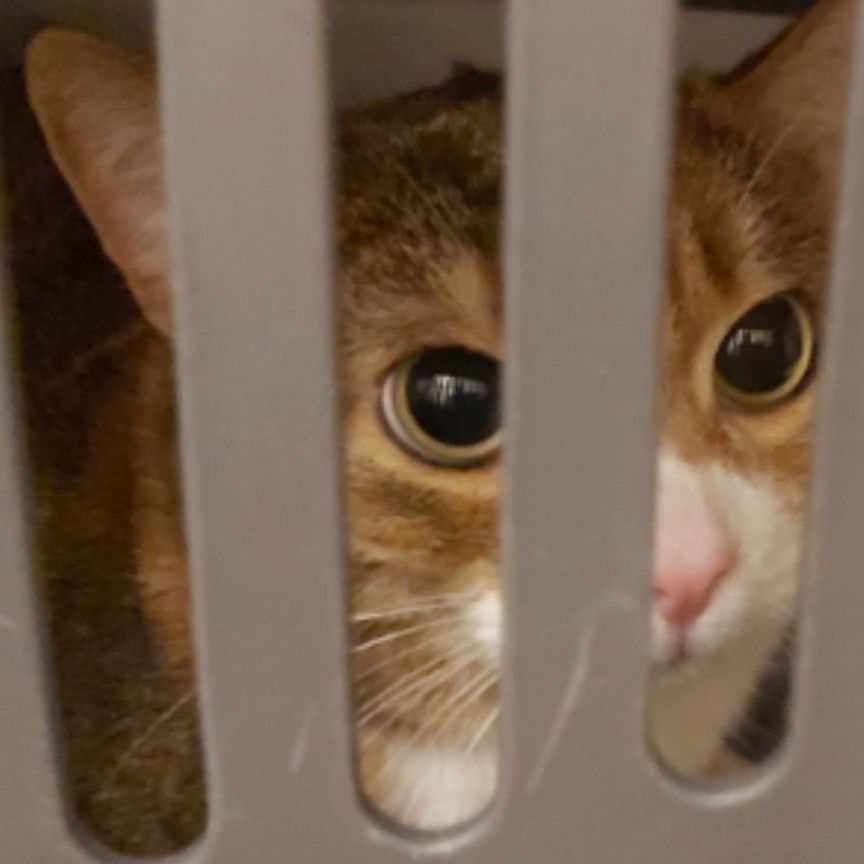 Нужен дом несчастной кошечке