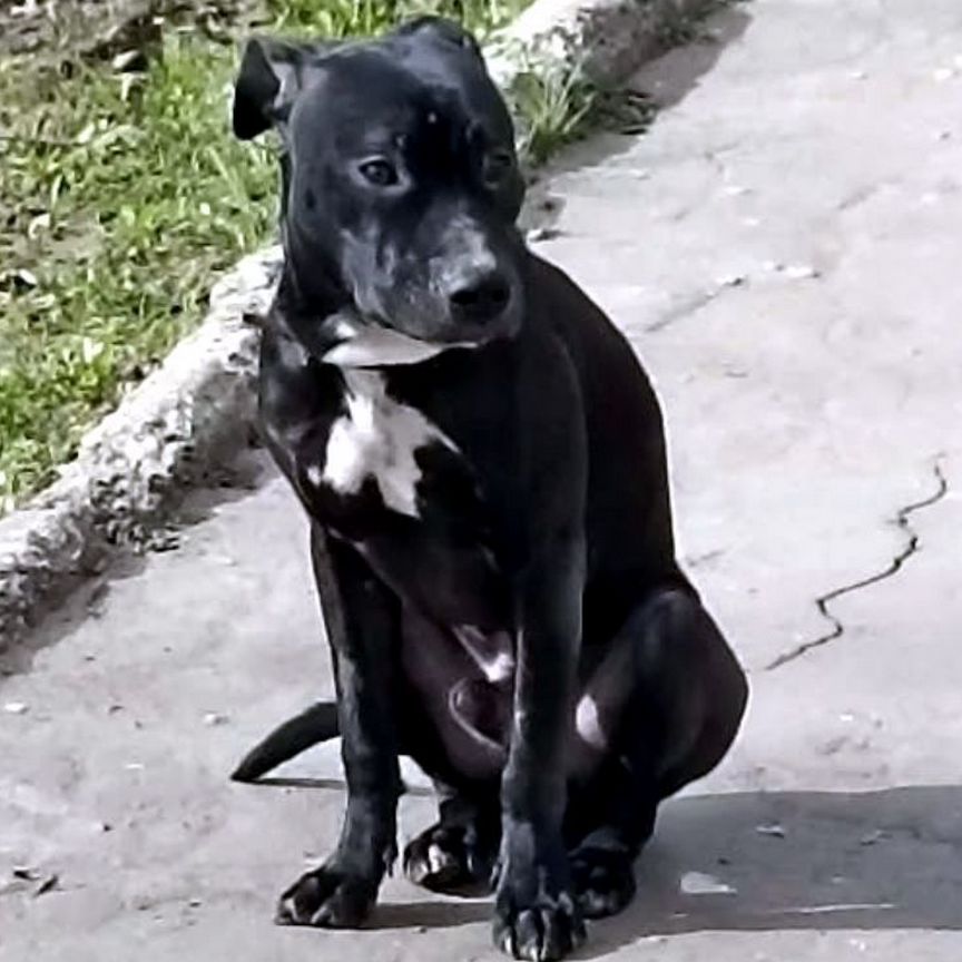 Щенок в добрые руки