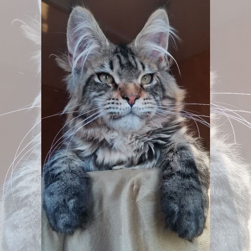 Котята мейн-кун