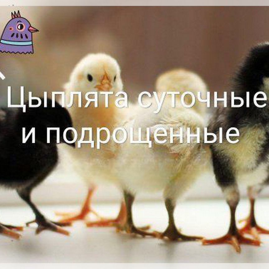 Цыплята, гусята, куры