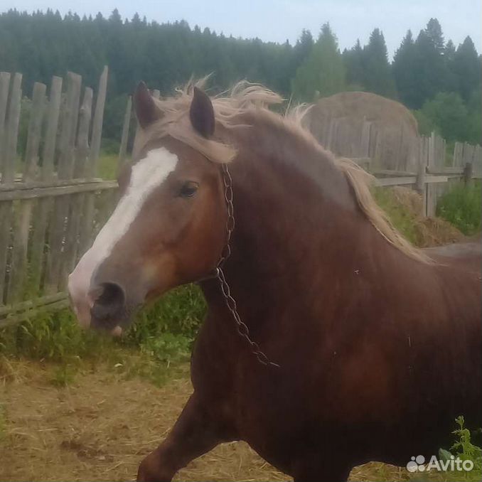 Русский тяжеловоз