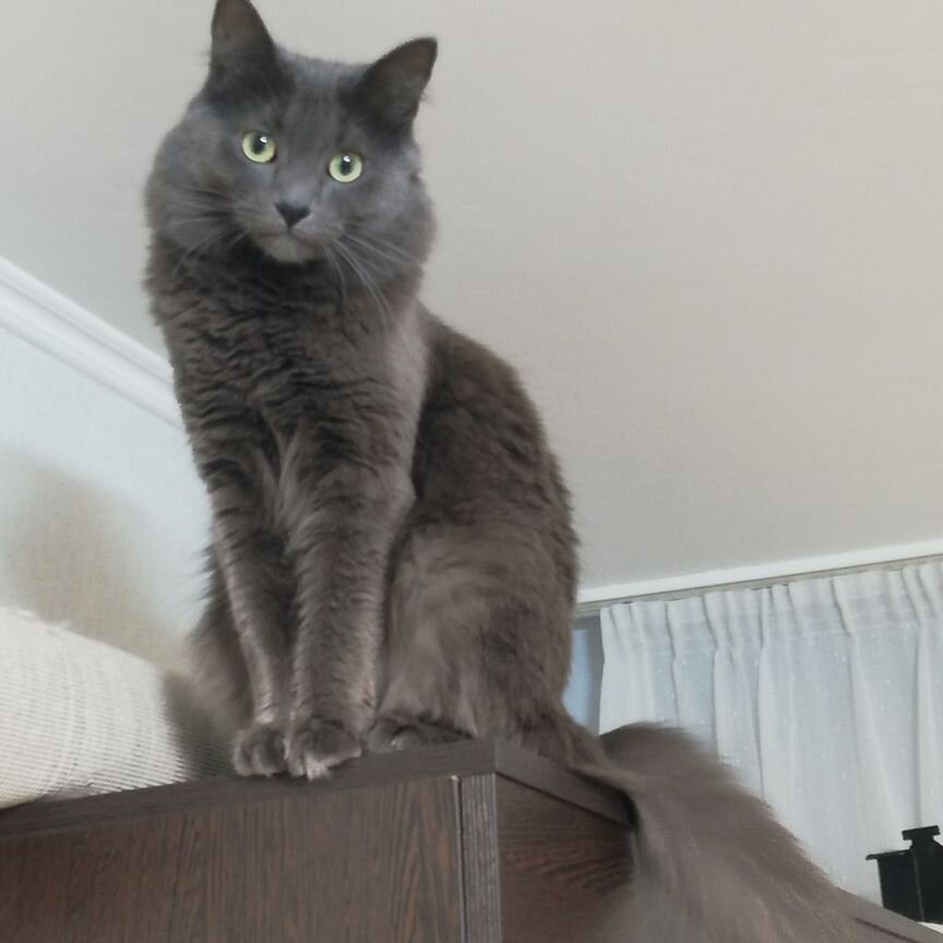Кот Стёпа