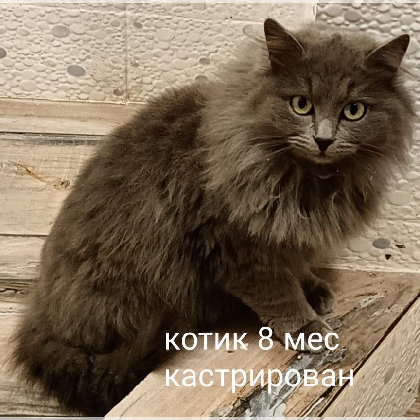 Котик 8 мес породы Нибелунг