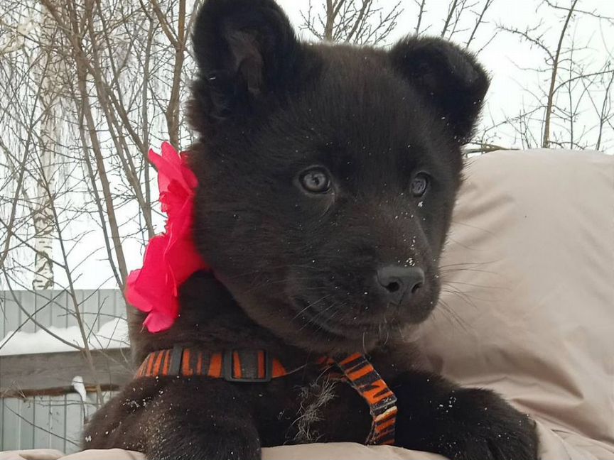 Щенок в добрые руки