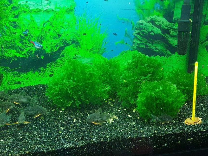 Мох Ломариопсис