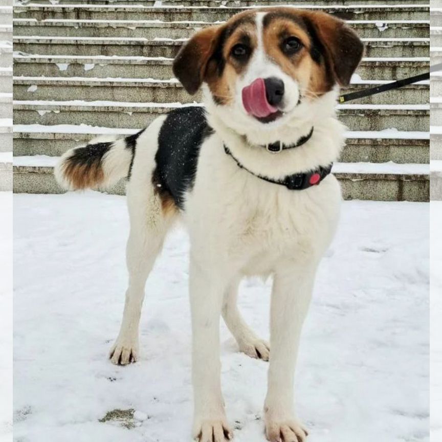 Щенок в добрые руки