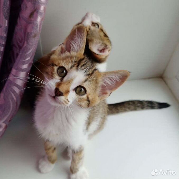 Котята табби