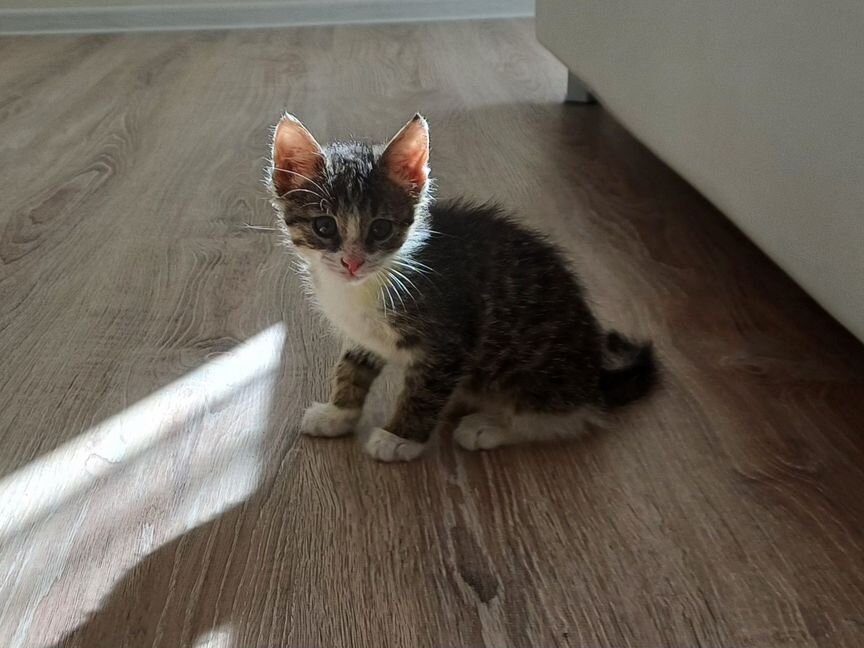 Отдаю суперского котика