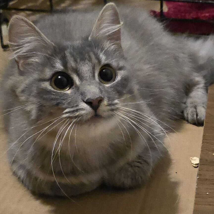 Кошка