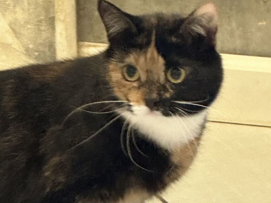 Кошечка Машенька