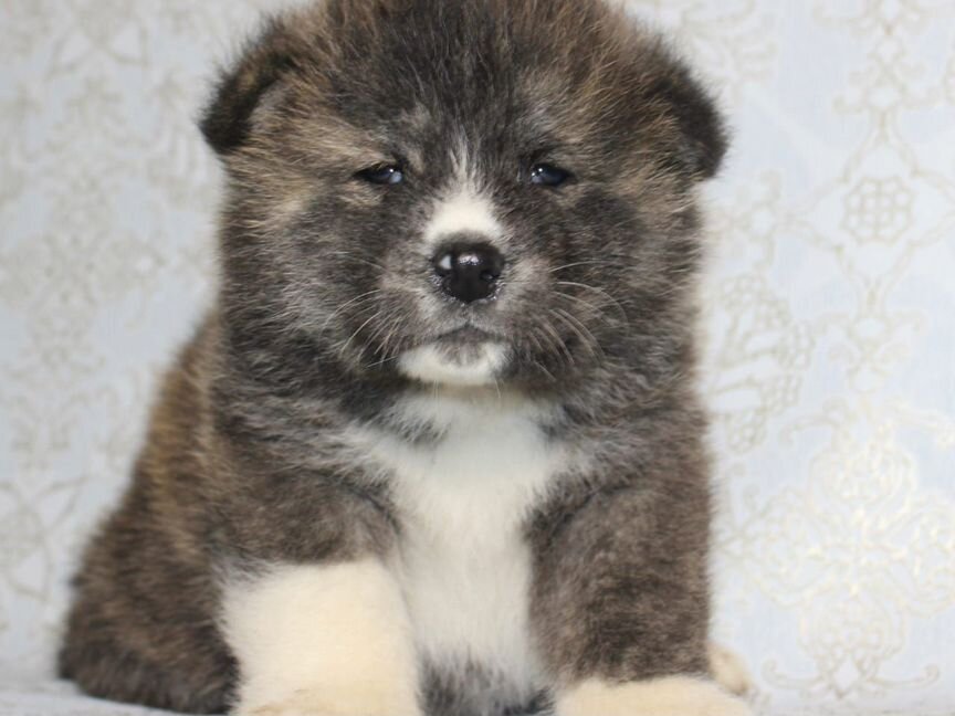 Очаровательный тигруля