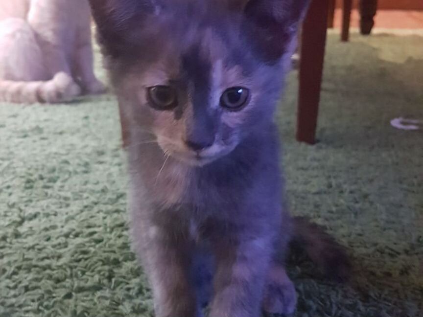 Котенок