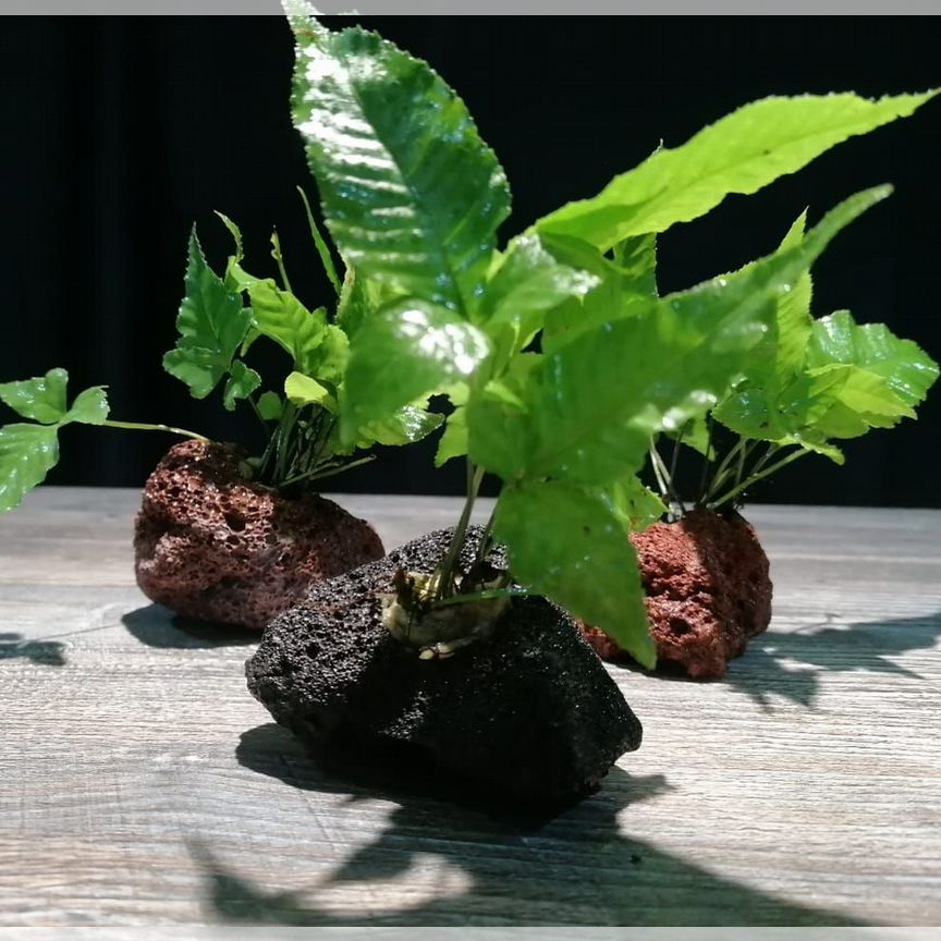 Болбитис азиатский на природной лаве