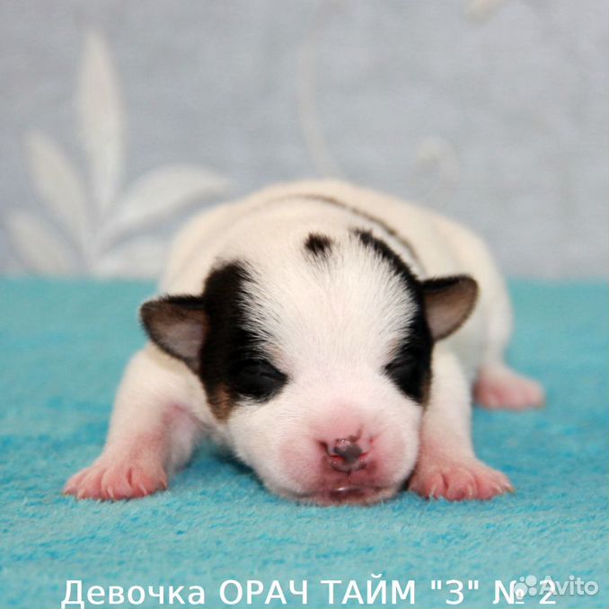 Щенок джек-рассел-терьера Забава