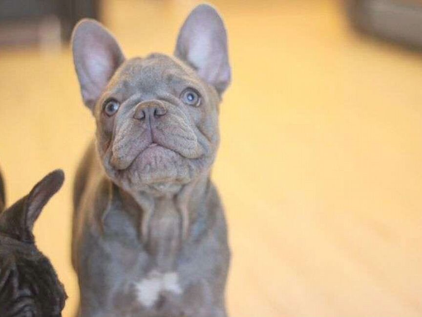 Французы, super девочки