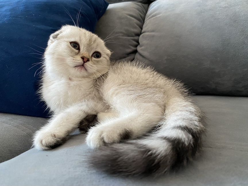 Шотландский вислоухий котенок