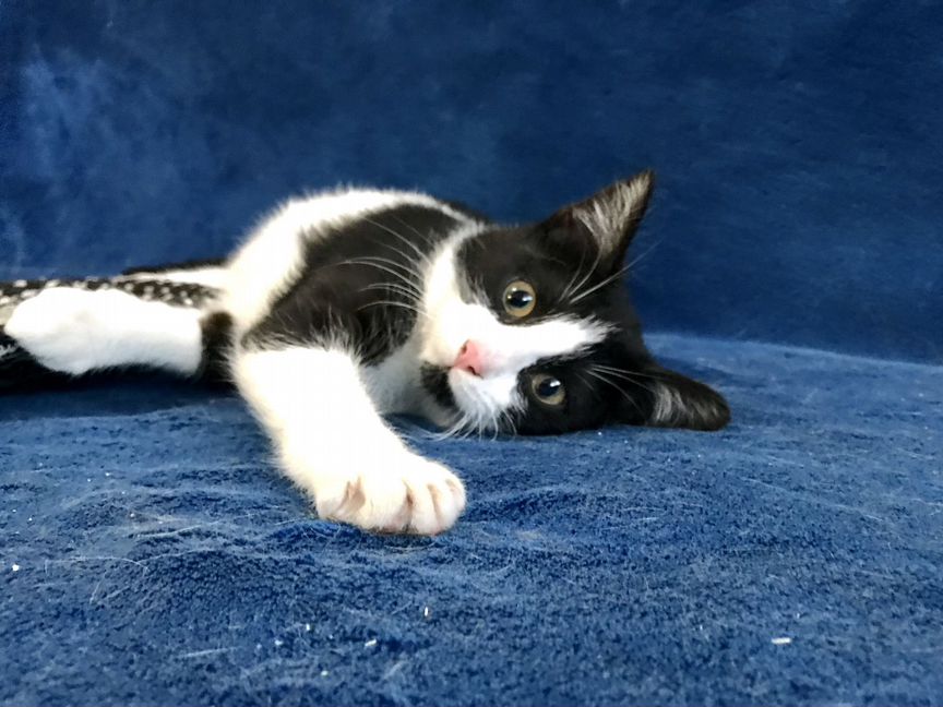 Маленькая принцесса