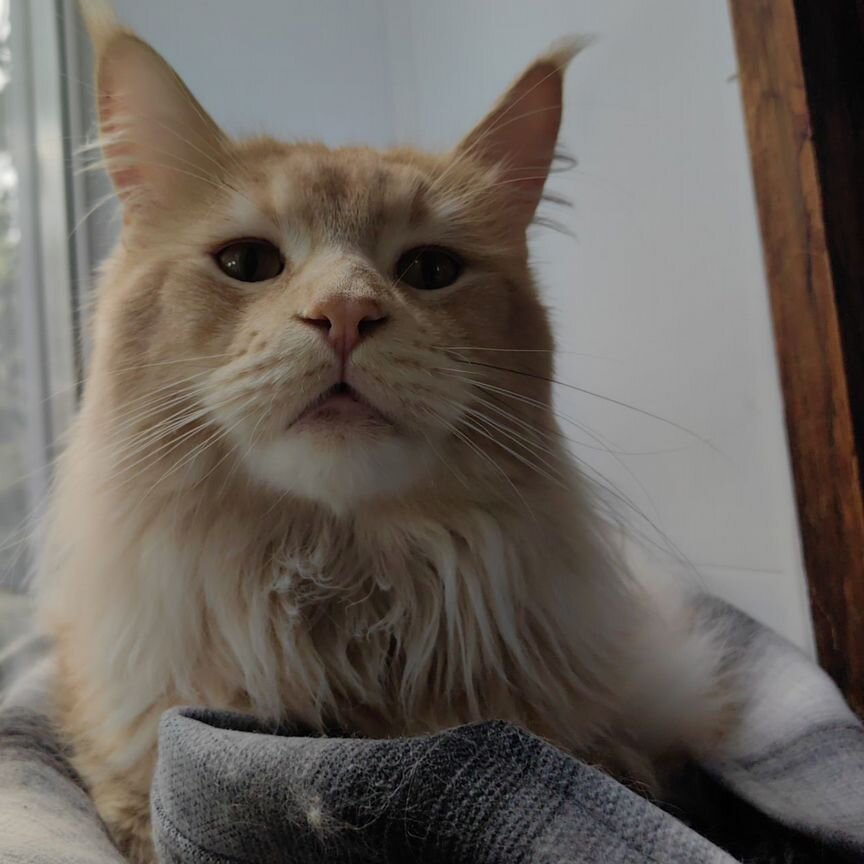 Мейн-кун, взрослый кот