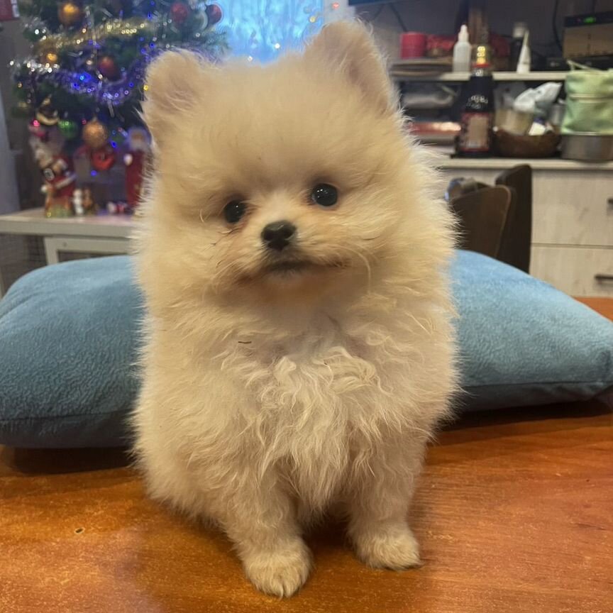 Померанский шпиц, щенок