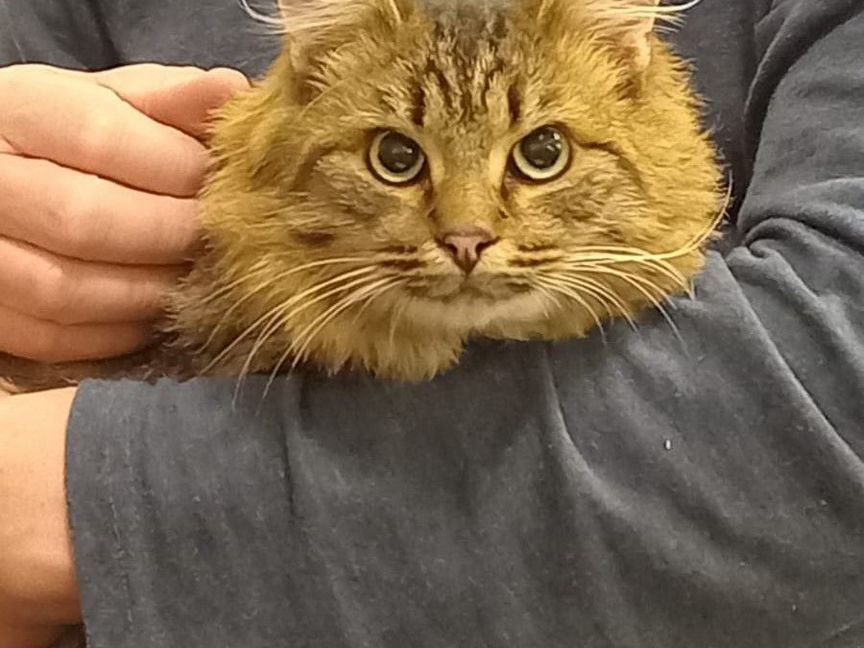 Котик Красавчик ищет добрые руки и теплый дом