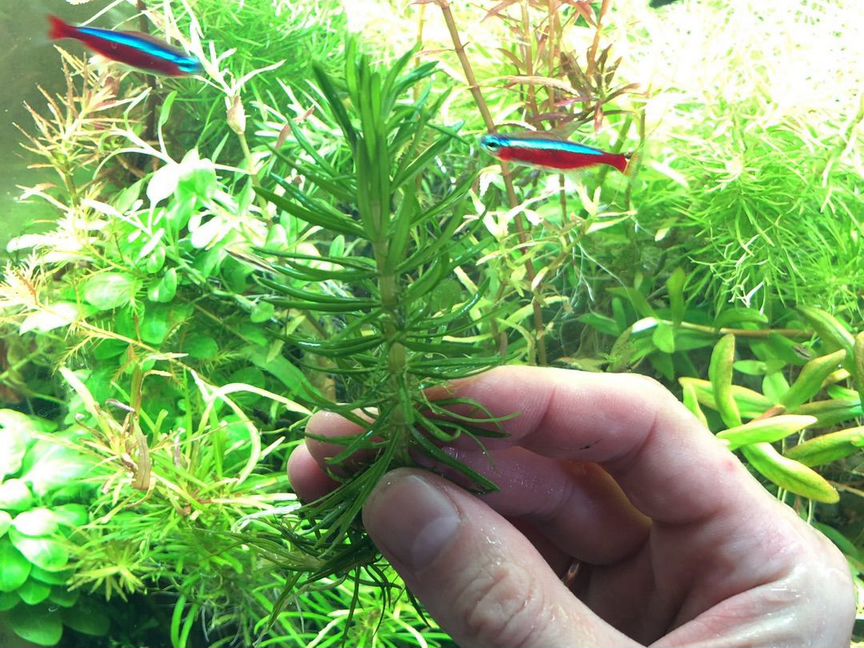 Погостемон эректус