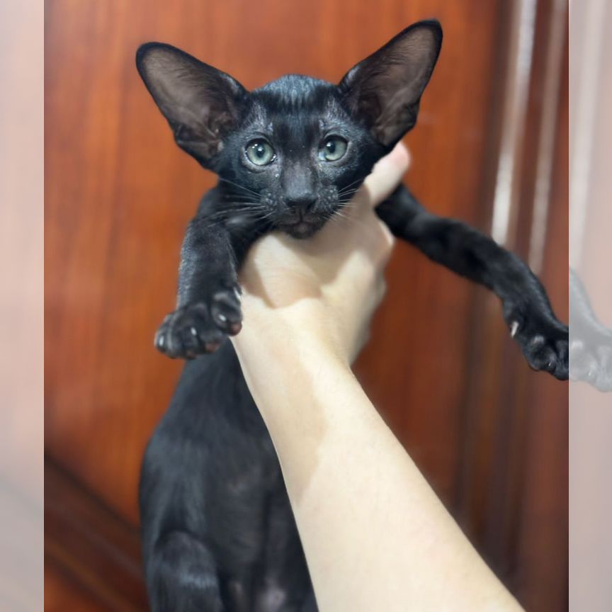Черные котята ориенталы