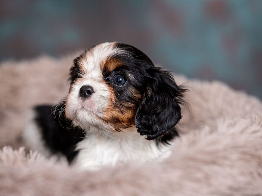 Кавалер кинг чарльз спаниель