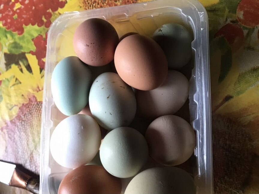 Яйца куринные домашние