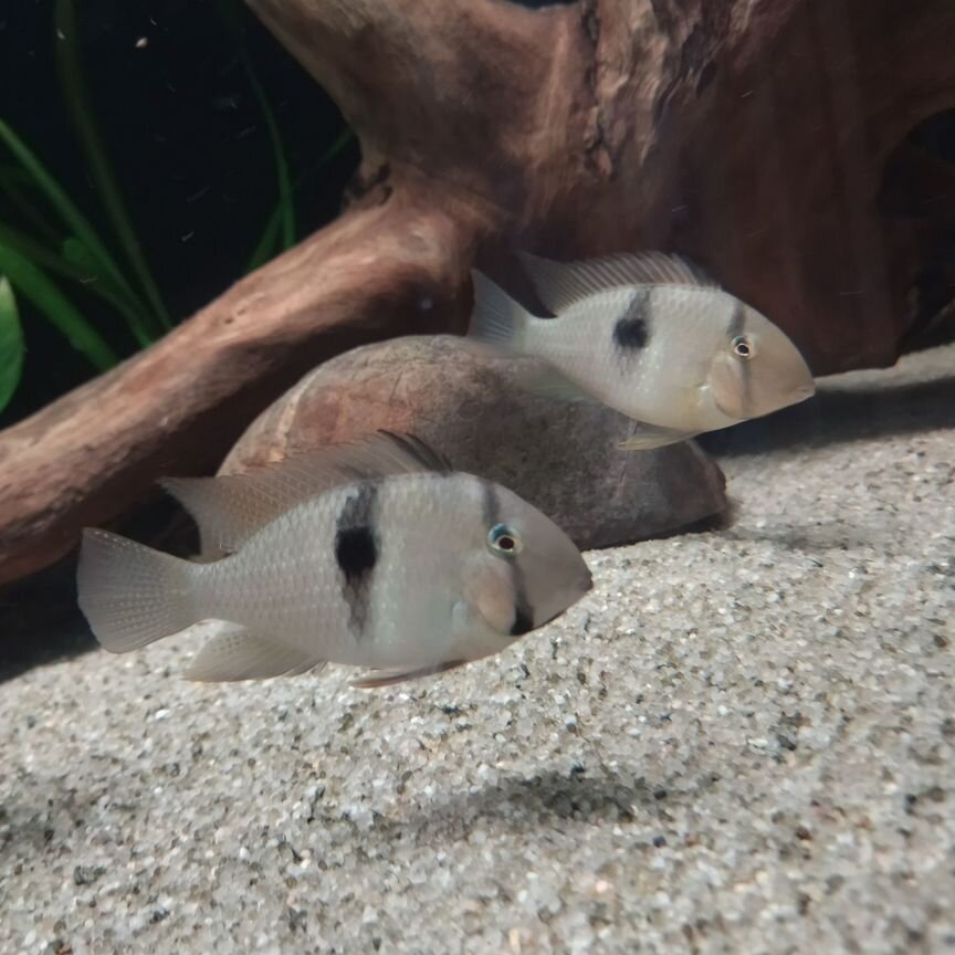 Гвианакара Овроевефи - Guianacara owroewefi