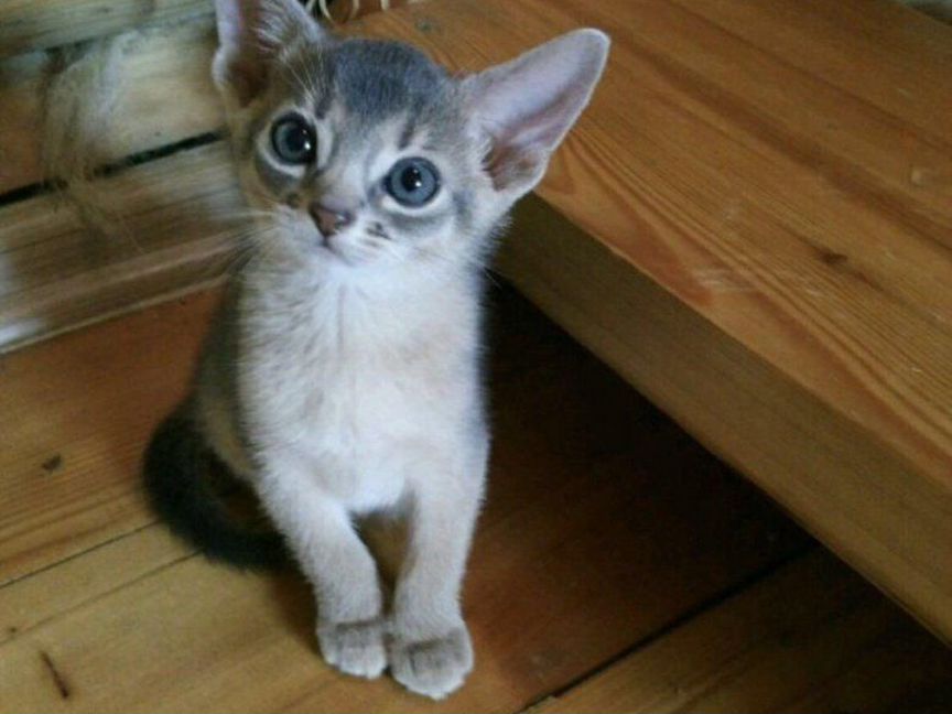 Абиссинский красавчик