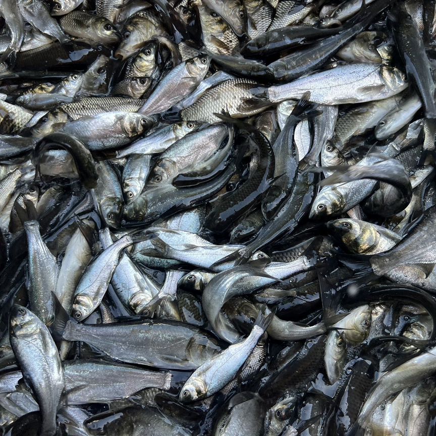 Малек толстолобика для пруда