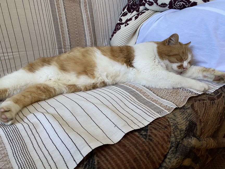 Котик отдам