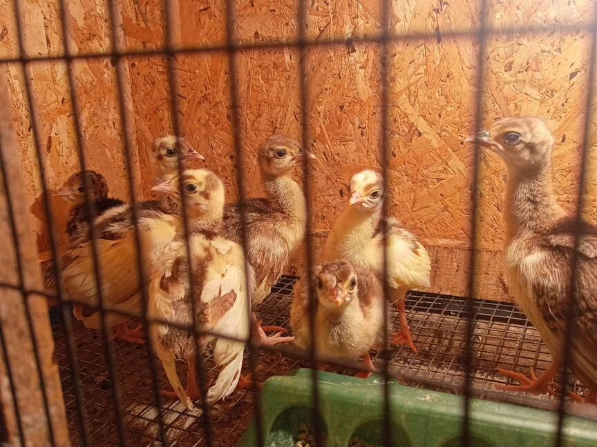 Павлины продажа.фазаны