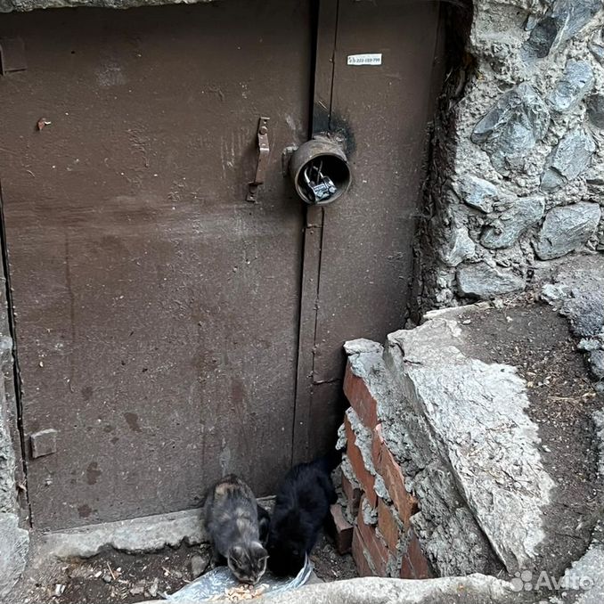 Найдены котята помогите найти хозяина