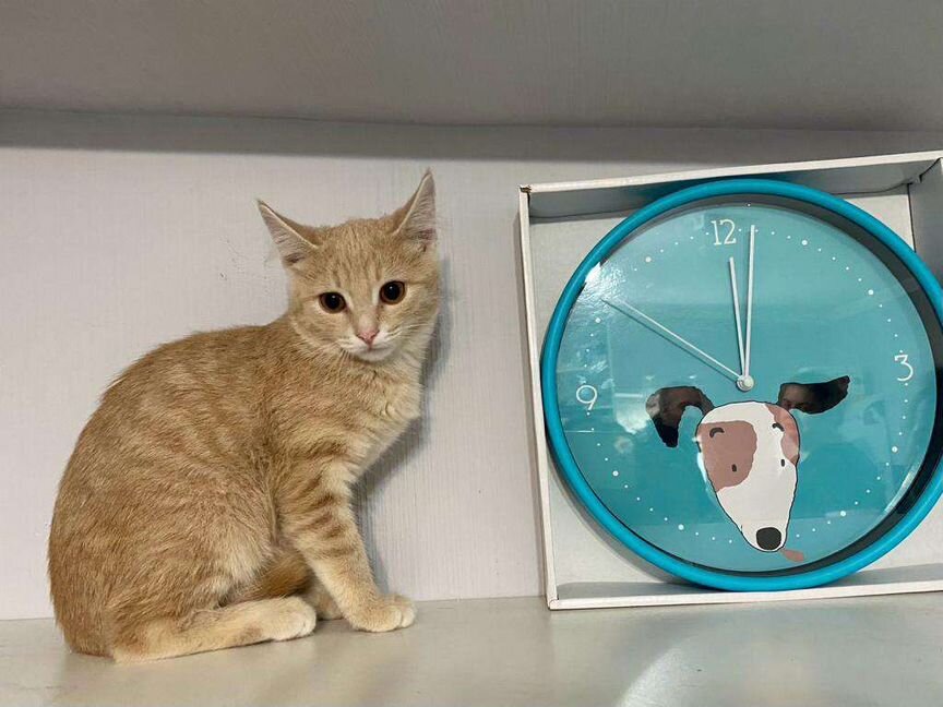 Рыжий Персик в дар