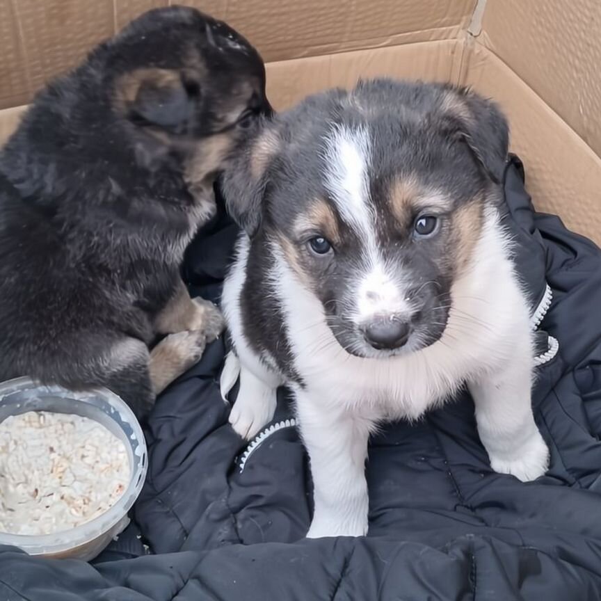 Щенок в добрые руки