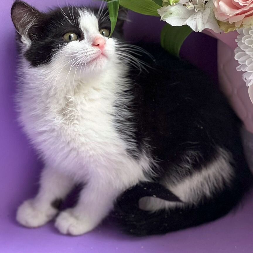 Котёнок в добрые руки