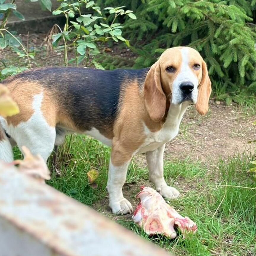 Собака породы бигль для вязки