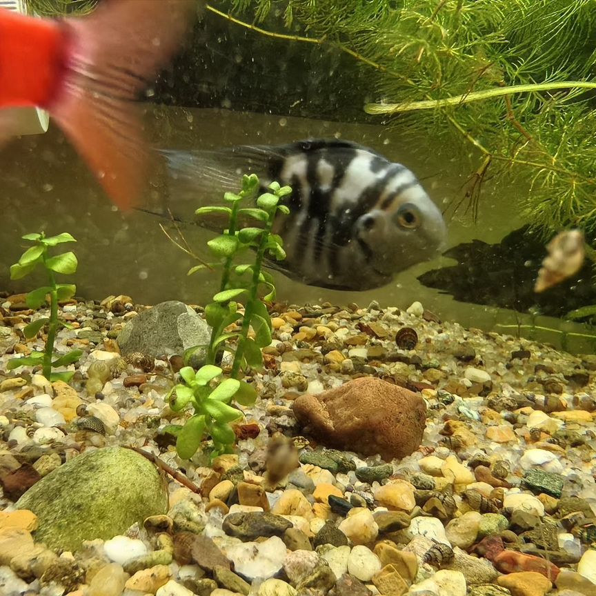 Сапфировый попугай