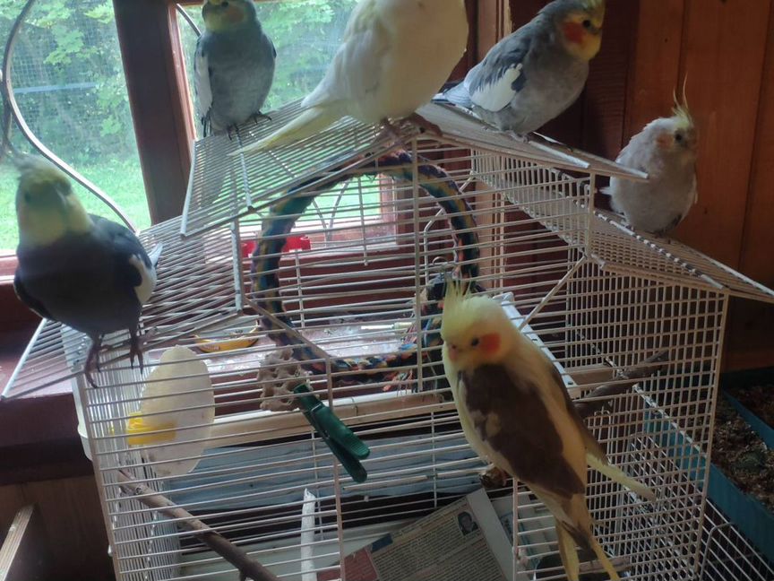 Попугай корелла