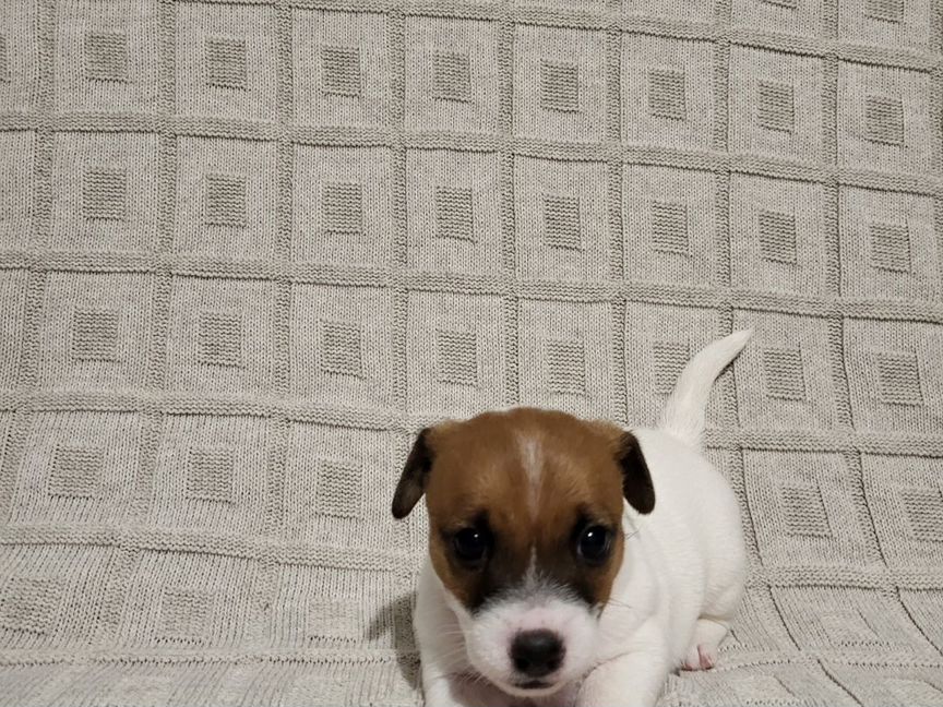 Щенки Джек Рассел терьер