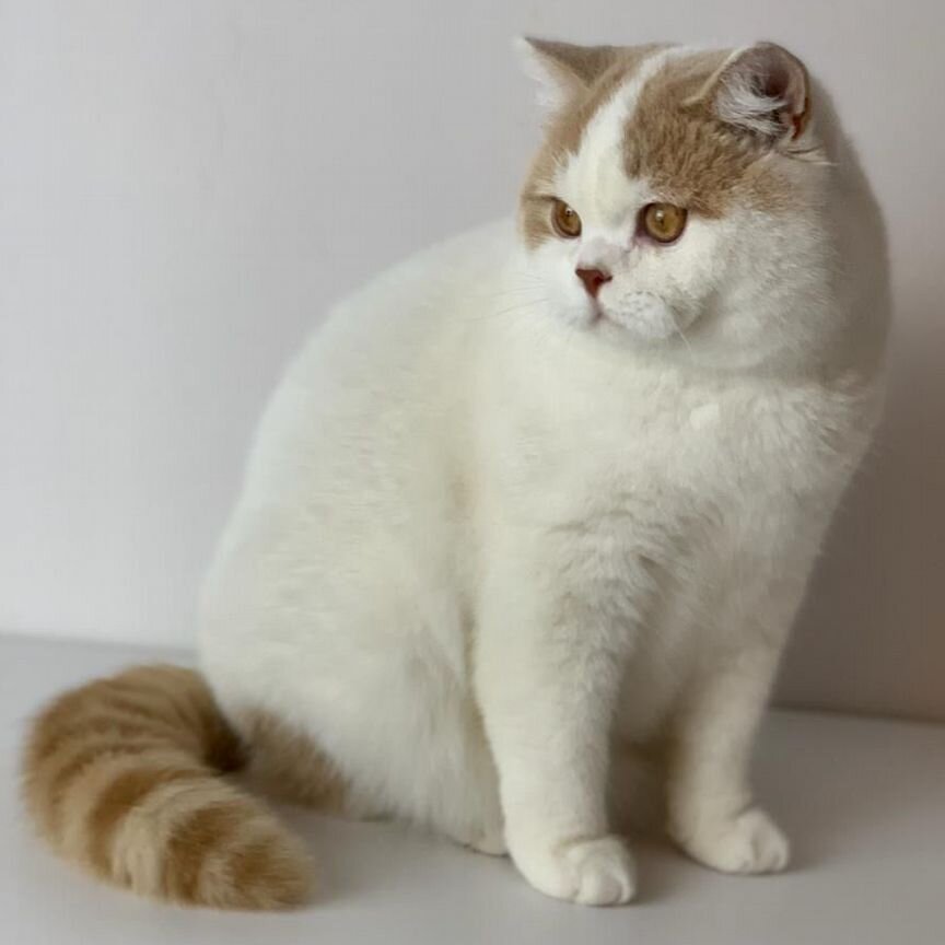 Британский молодой котик
