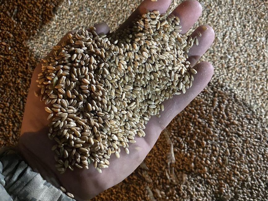 Пшеница 3 класс