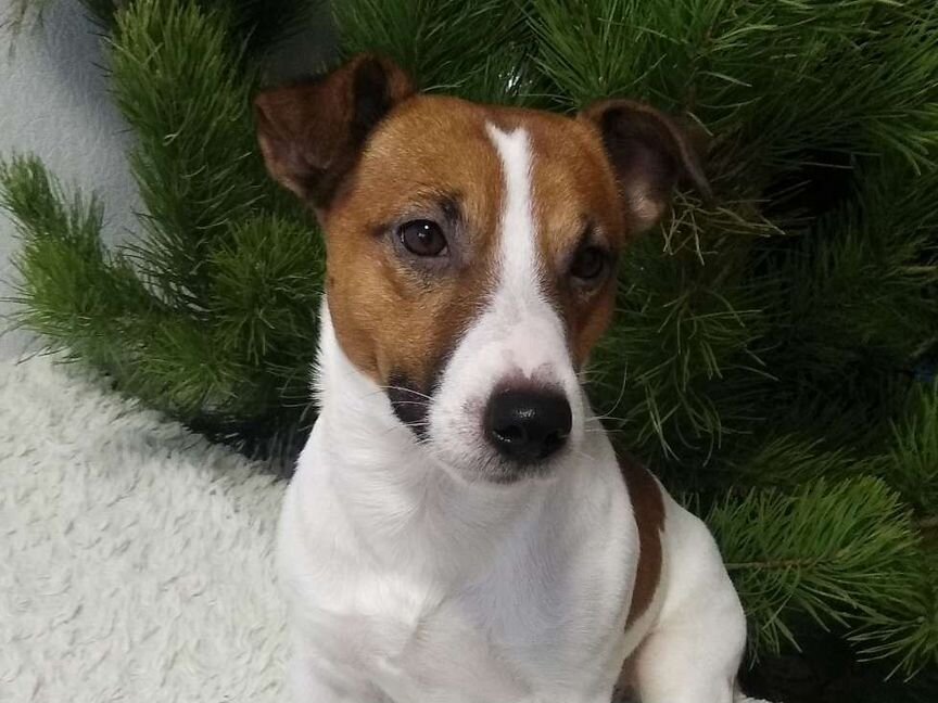 Вязка джек рассел терьер