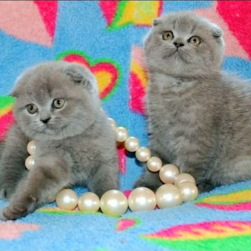 Шотландские вислоухие)