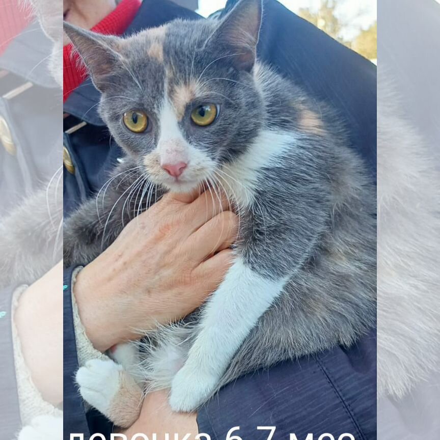Котёнок Лапочка в беде